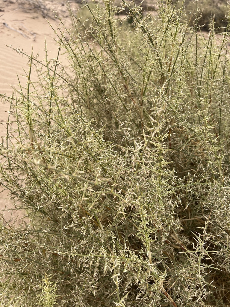 Spiny Love Grass from Walvisbay Rural, NA-ER, NA on October 02, 2022 at ...