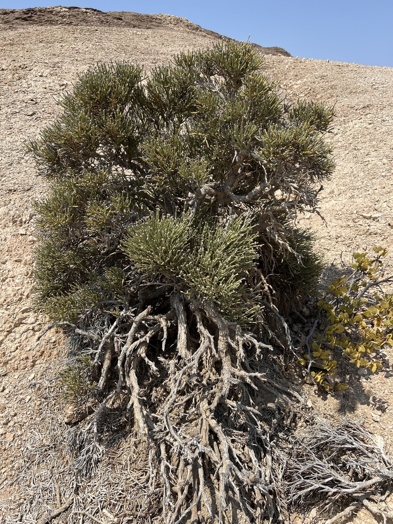 Pencil bush from Arandis, NA-ER, NA on October 03, 2022 at 11:32 AM by ...