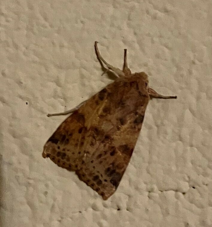 Xanthia from Province of Cuneo, Italy on October 11, 2022 by afol ...