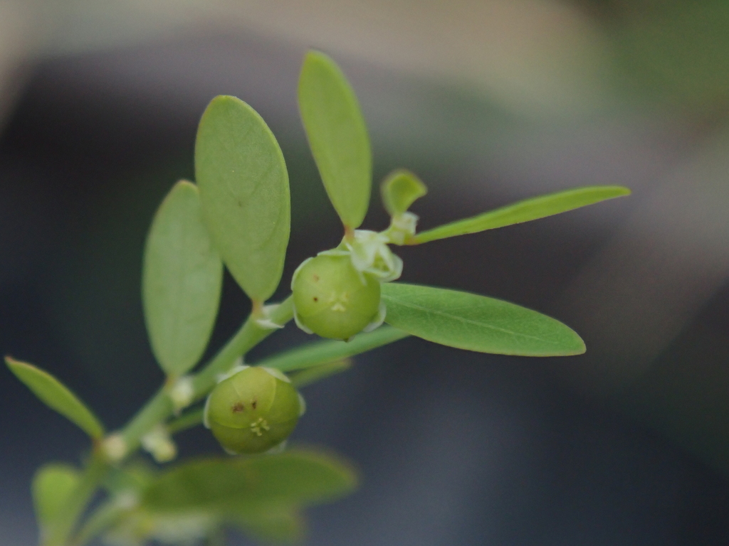 Frail leafflower (Phyllanthus debilis) - Botanical Realm