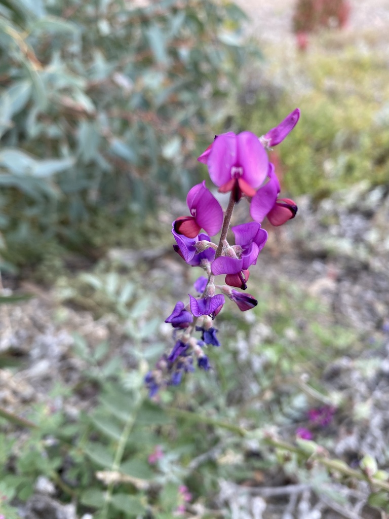 native scurf-pea from Arkaroola Wilderness Sanctuary, Arkaroola, SA, AU ...