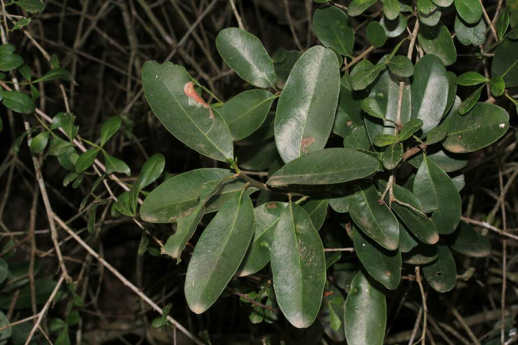 white milkwood from Malagas, Malgas, 7441, South Africa on September 1 ...