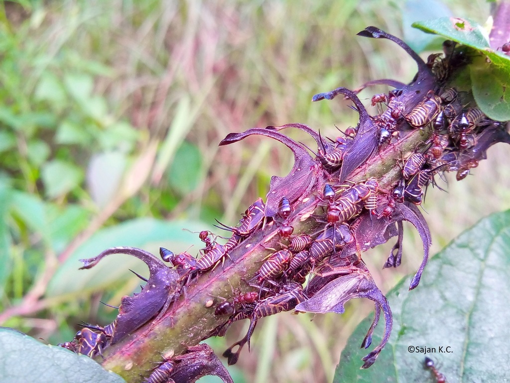 Hypsauchenia chinensis from Lapsephedi, Nepal on August 25, 2018 at 04: ...
