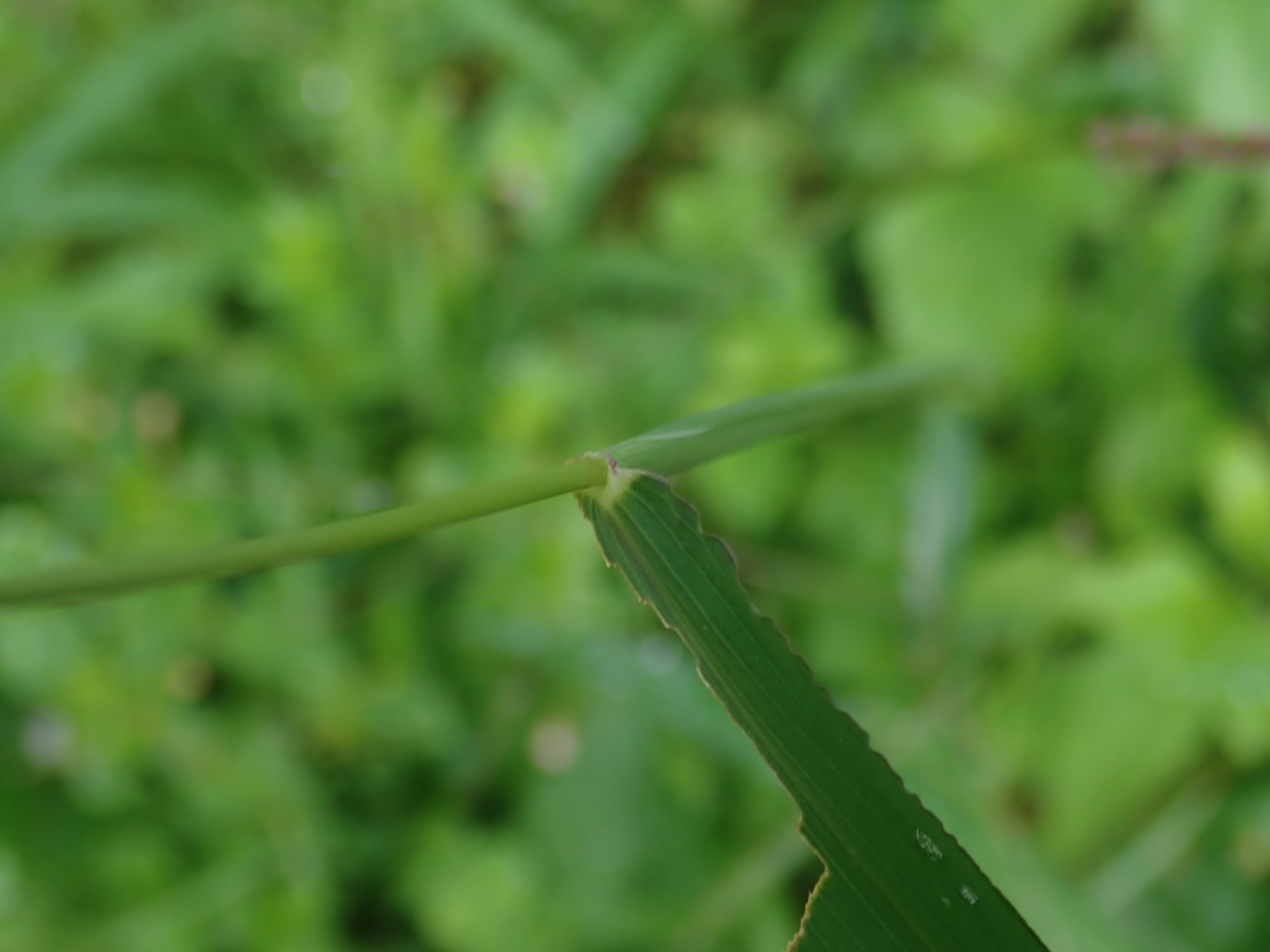 Digitaria setigera Roth