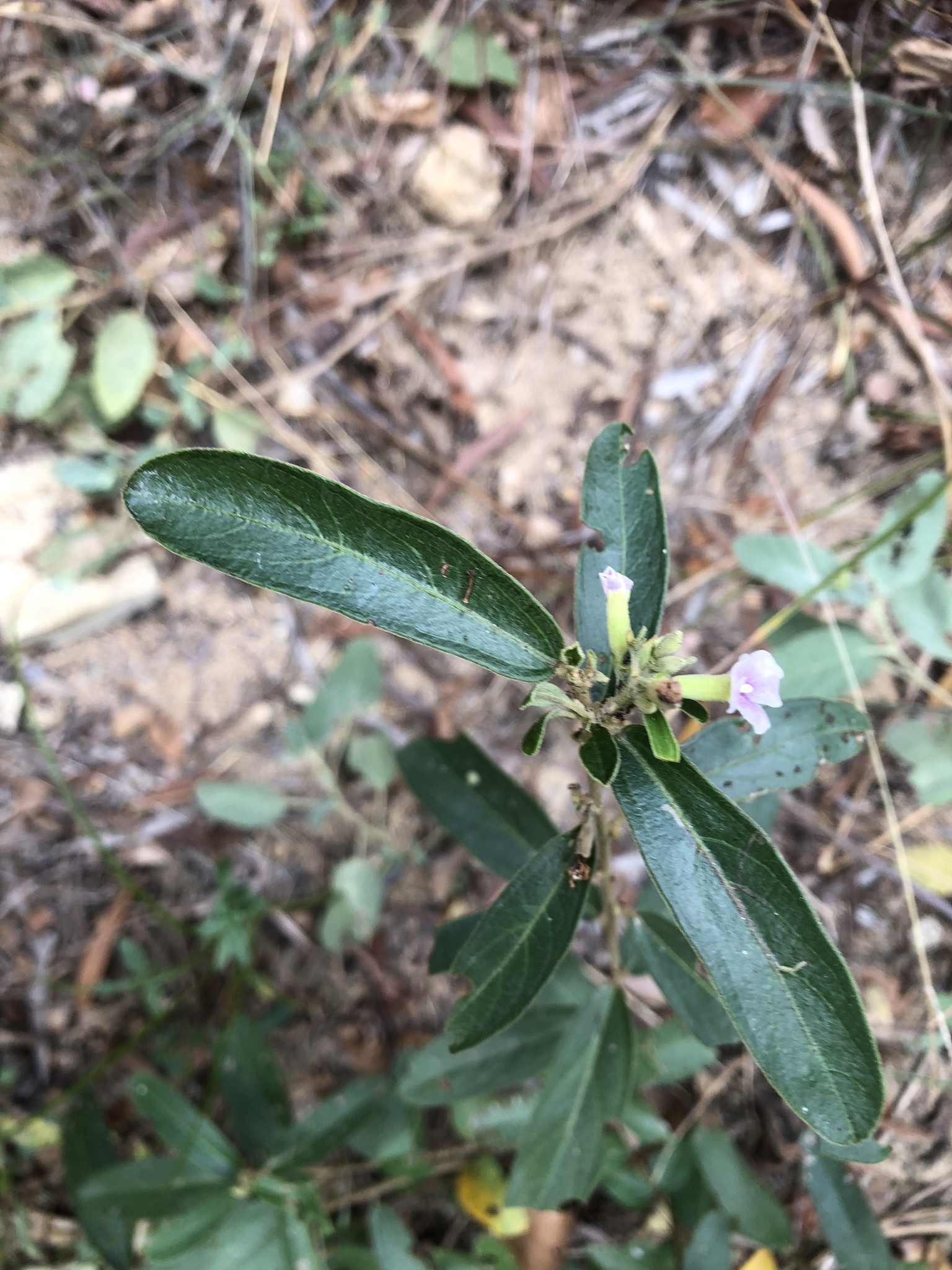 Helicteres angustifolia L.
