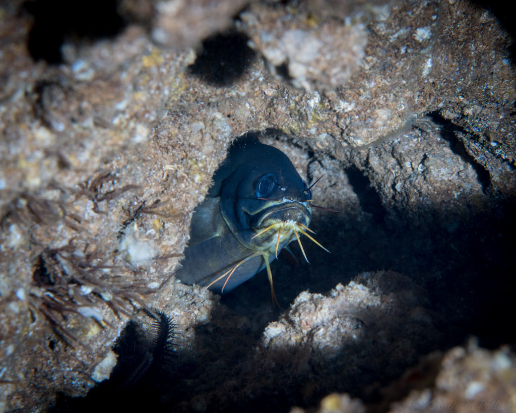 Cusk-eels (Ophidiidae) - Marine Life Identification