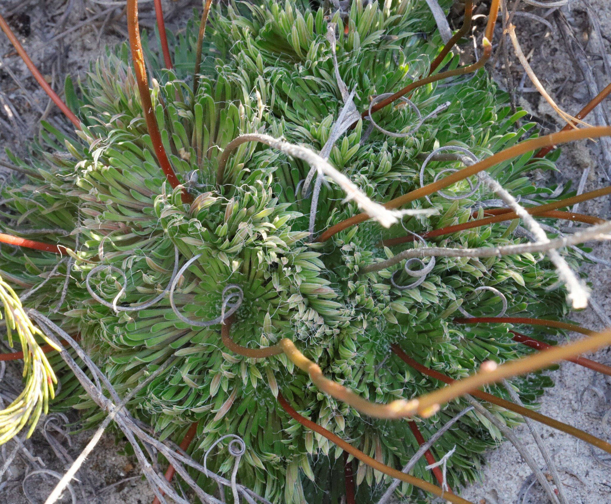 Stylidium ponticulus Lowrie & Kenneally