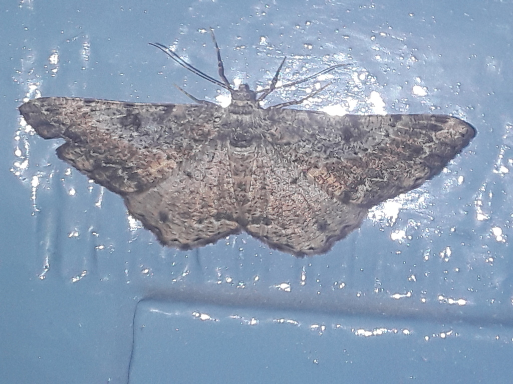 Ennominae from Kausani, District Almora, Uttarakhand 263639, India on ...