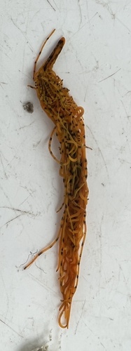Striped Thread-gilled Worm (Timarete punctata) · iNaturalist
