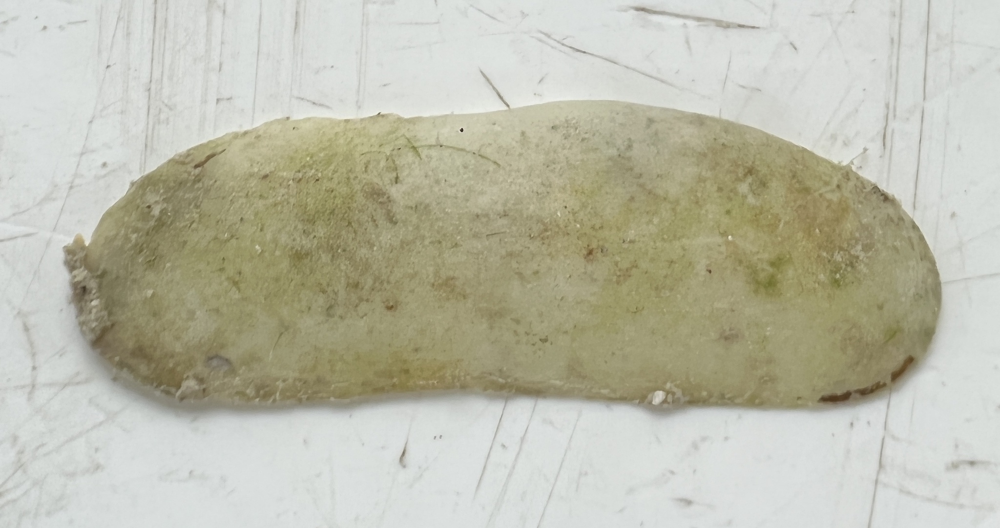 Tagelus divisus (Spengler, 1794)