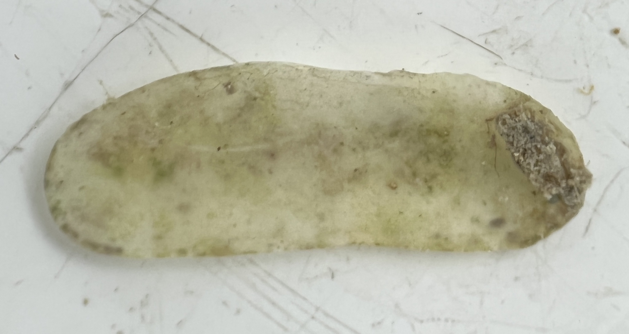 Tagelus divisus (Spengler, 1794)