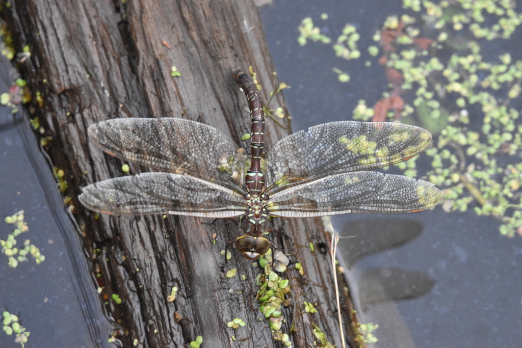 Hawkers and Typical Darners from Pittsfield, MA 01201, USA on October ...