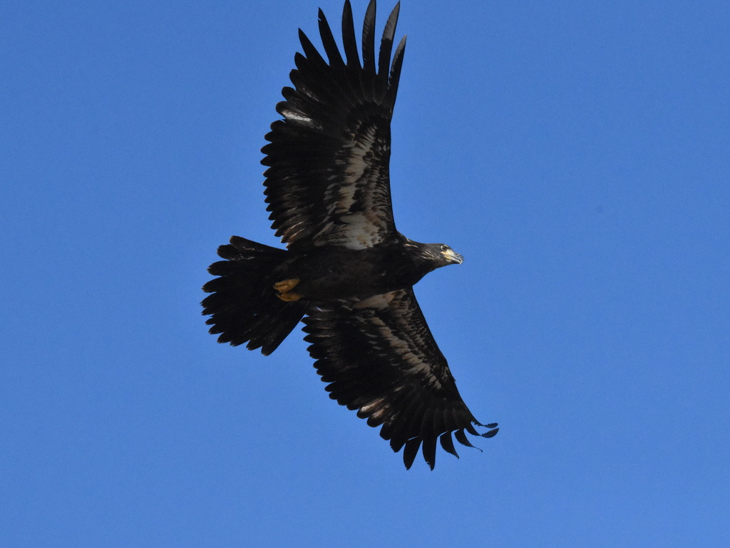Bald Eagle from Kingston, NY 12401, USA on October 14, 2022 at 11:04 AM ...