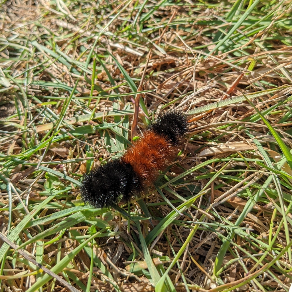 Isabella Tiger Moth from Merrimac, WI 53561, USA on October 15, 2022 at ...