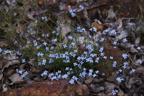 Cyanothamnus defoliatus · NaturaLista Colombia