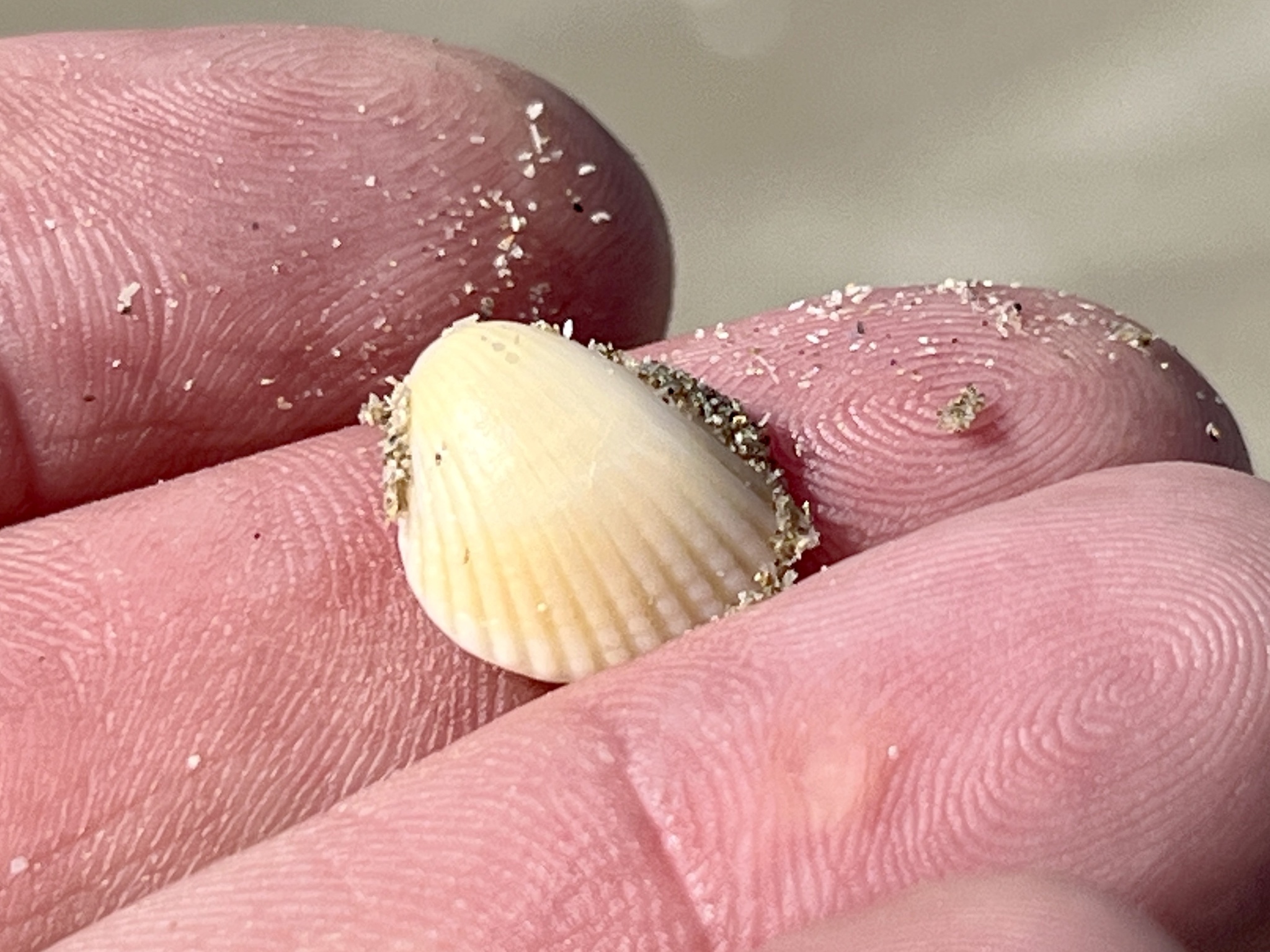 Anadara chemnitzii (Philippi, 1851)