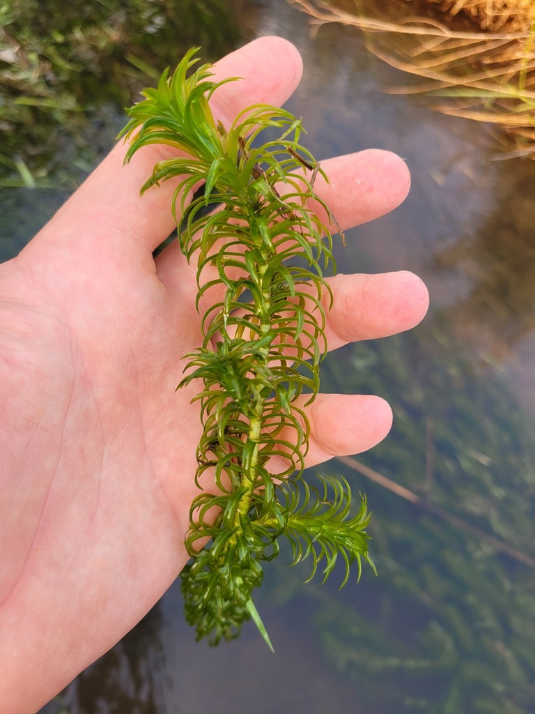 Curly Waterweed from Gert Sibande District Municipality, South Africa ...