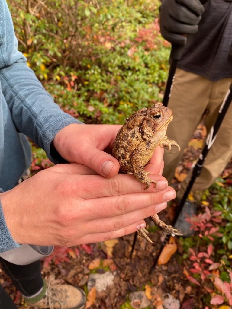 American Toad from Boalsburg, PA, US on October 16, 2022 at 10:54 AM by ...