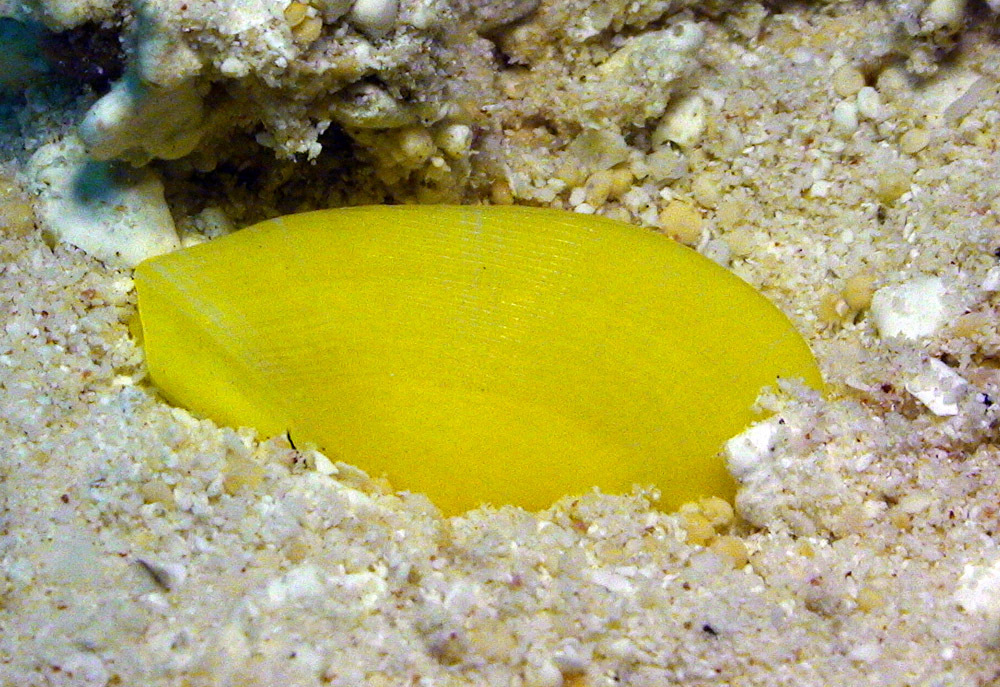 Tellinella philippii (Philippi, 1844)