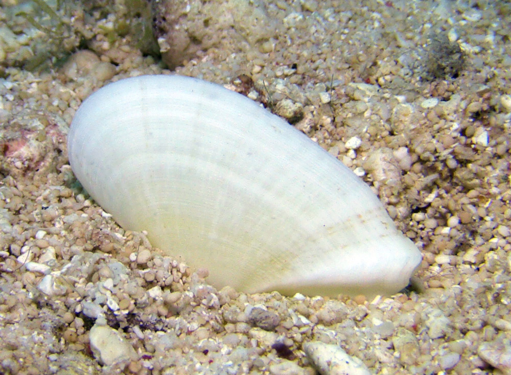 Tellinella philippii (Philippi, 1844)