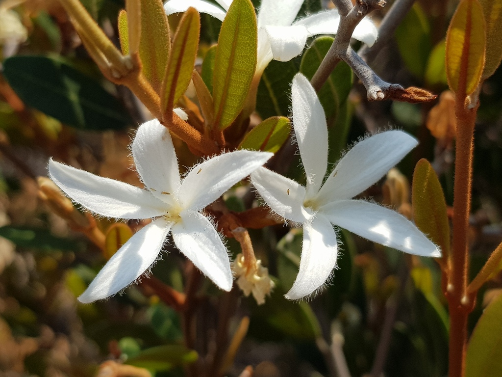 Wild Apricot from Melville, Johannesburg, 2092, South Africa on October ...
