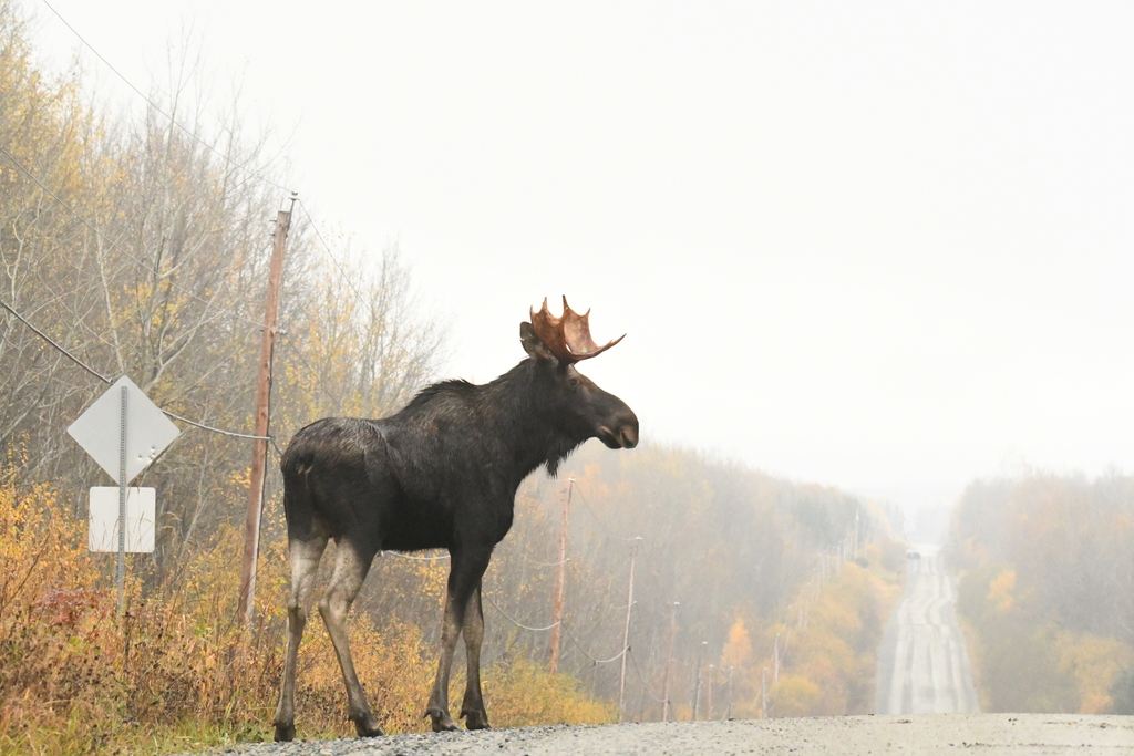 Eastern Moose from Abitibi-Témiscamingue, QC, Canada on October 13 ...