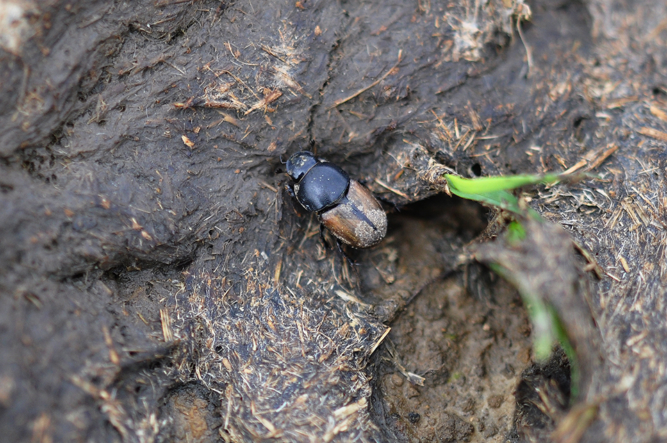 Colobopterus erraticus from Mont d'Or, 25370 Jougne, Frankrijk on July ...