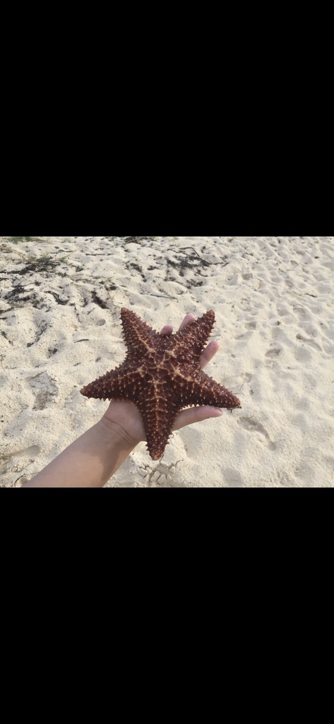 Red Cushion Sea Star from North Atlantic Ocean, FL, US on October 17 ...
