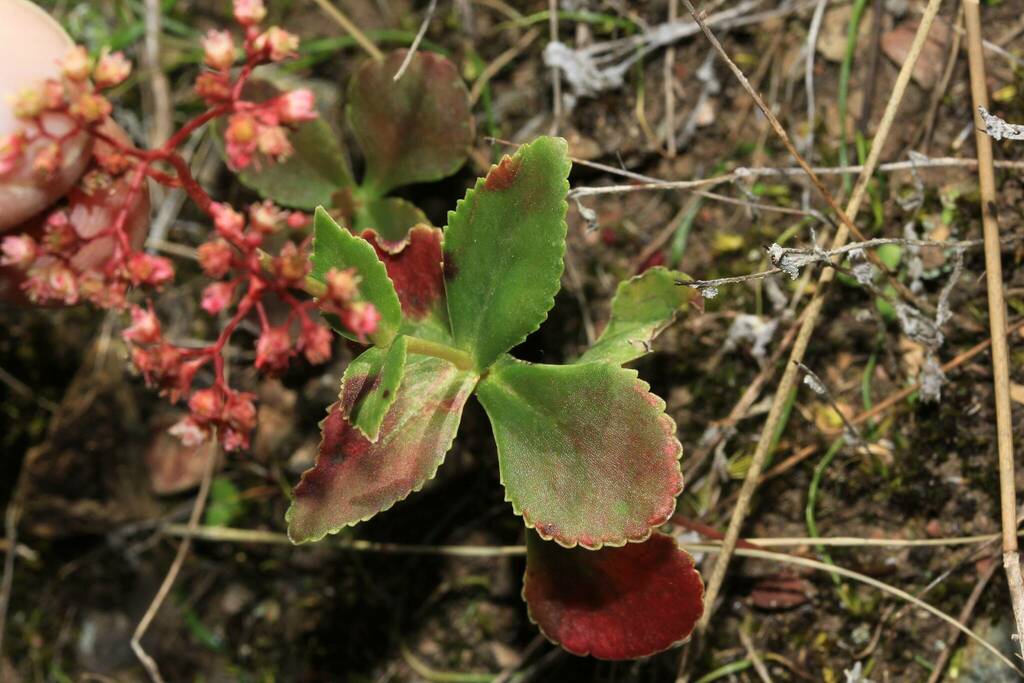 Crassula simulans in September 2022 by Grant Forbes · iNaturalist