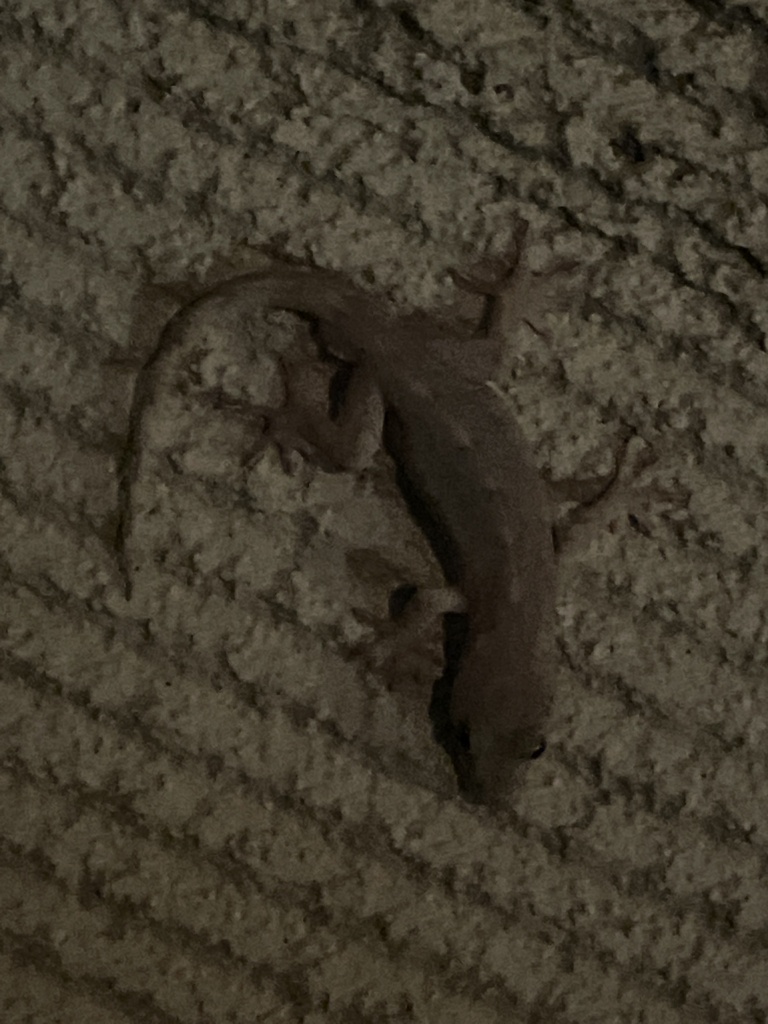 Japanese Giant Gecko from Kamariyahigashi 4-Chōme, Kanazawa, Yokohama ...