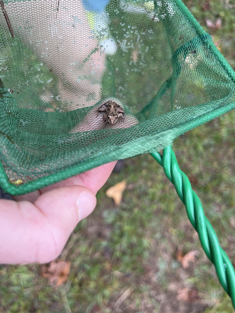 Northern Cricket Frog from Research Dr, Cary, NC, US on October 17 ...