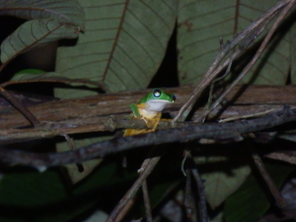 Barred Monkey Frog from Saint-Laurent-du-Maroni, Guyane française on ...