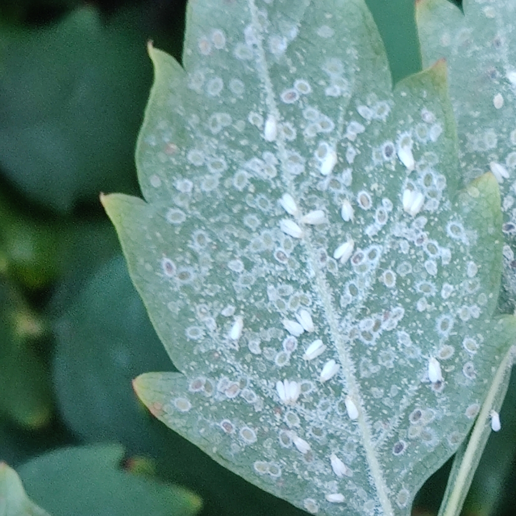 Greenhouse Whitefly from Denton County, US-TX, US on October 17, 2022 ...