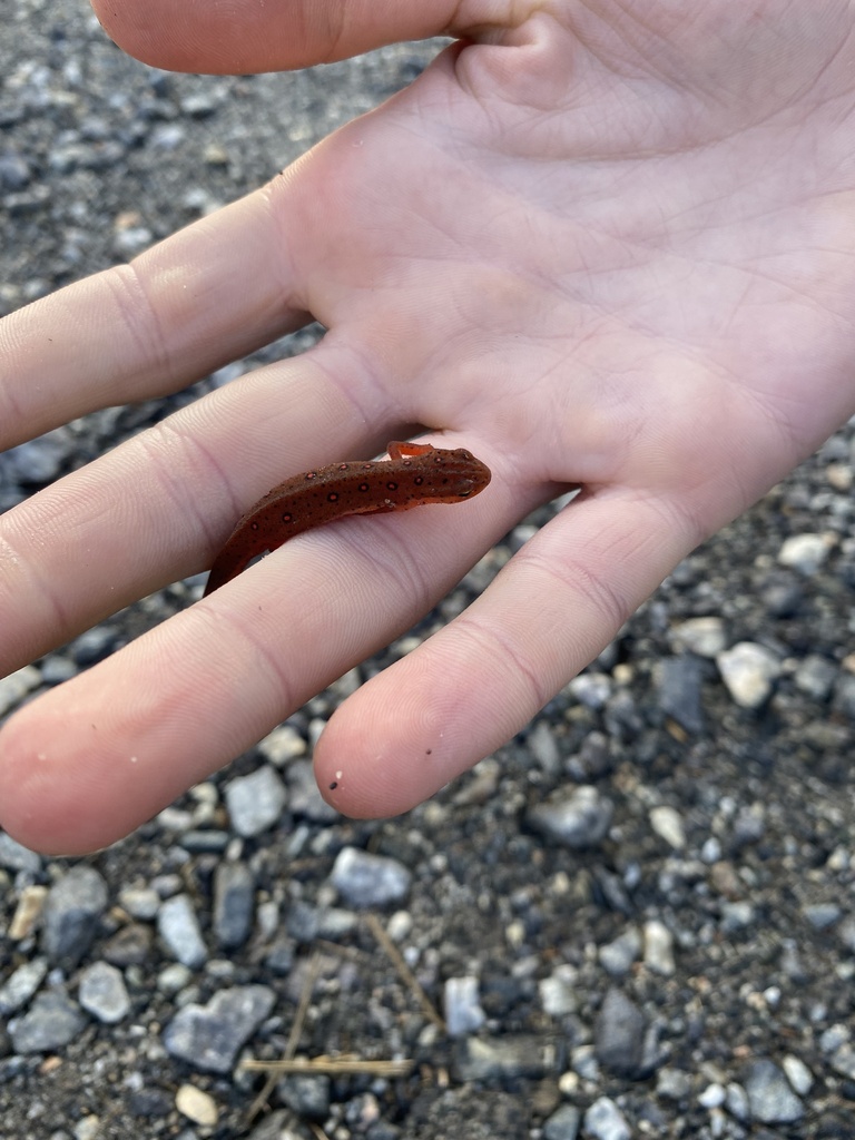 Red-spotted Newt from Tappahannock, VA, US on October 17, 2022 at 09:03 ...