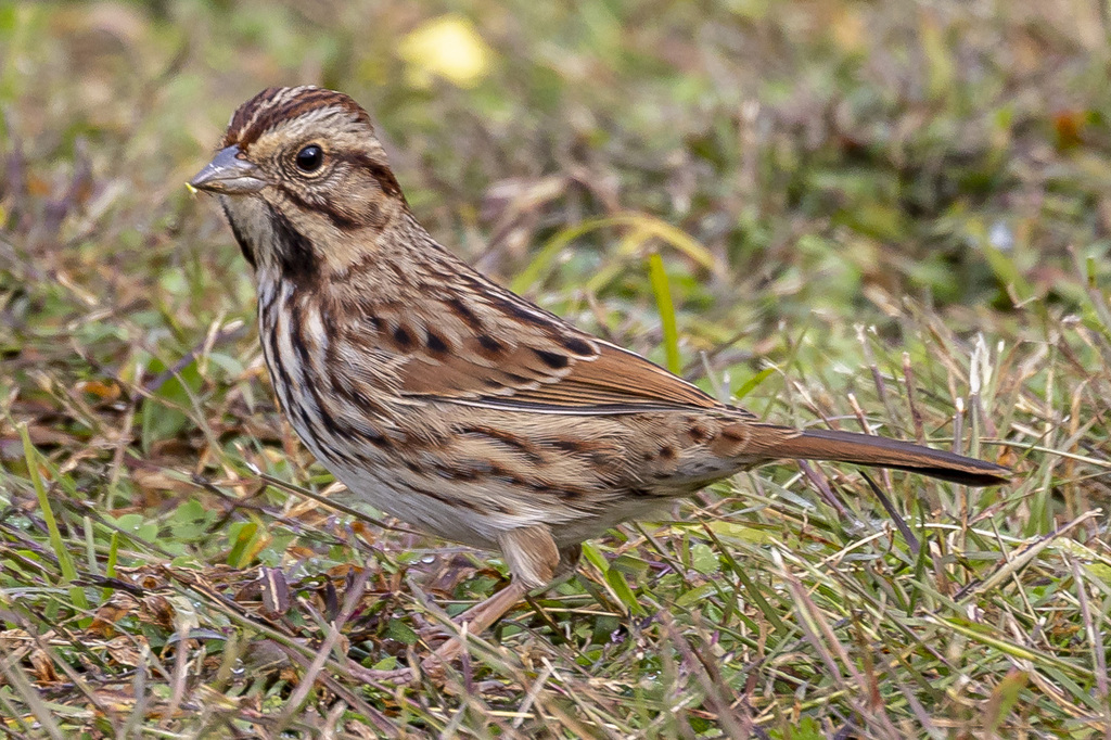 Song Sparrow from Piermont, NY, USA on October 16, 2022 at 10:26 AM by ...