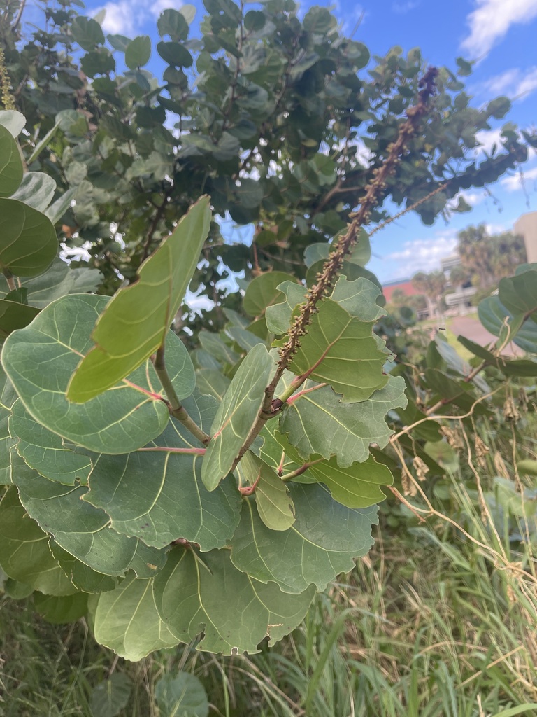 sea grape from University of South Florida - St. Petersburg Campus ...