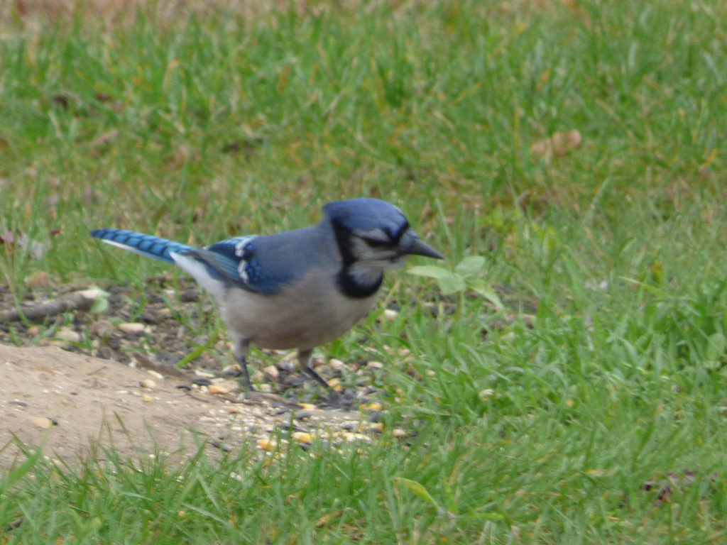 Blue Jay from Odenton, MD, USA on October 16, 2022 at 03:42 PM by ...