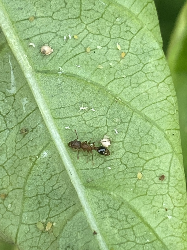Bicolored Pennant Ant from Disneyland Park, Anaheim, CA, US on October ...