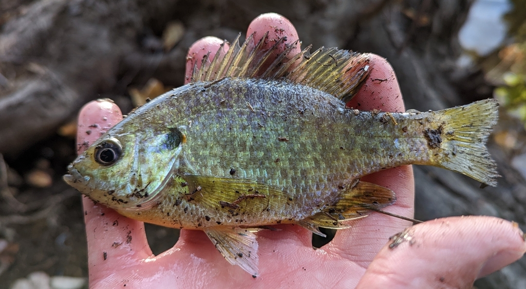 Bluegill × Redear Sunfish from Nimisila Reservoir Boat Launch on ...