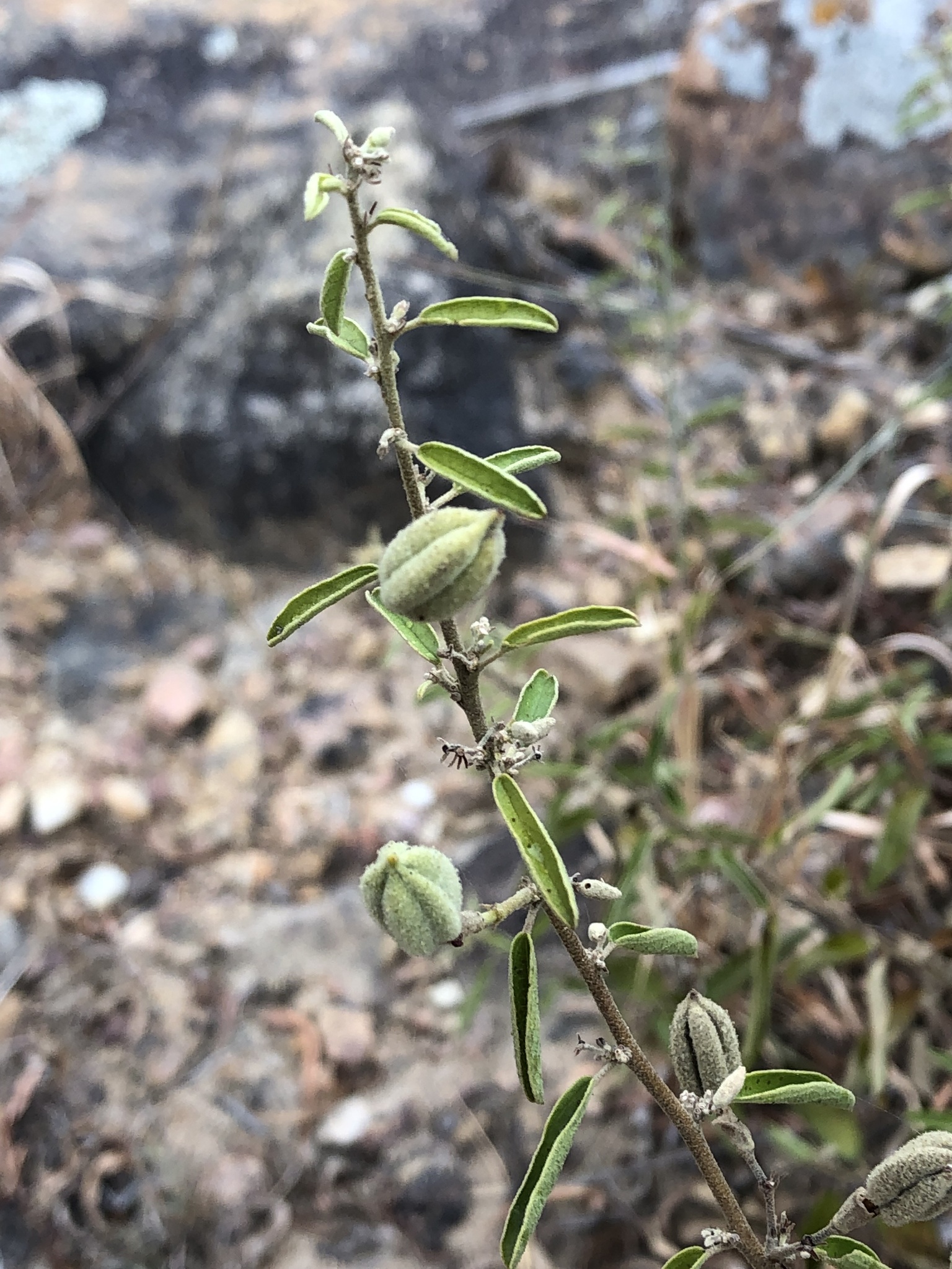 Helicteres angustifolia L.