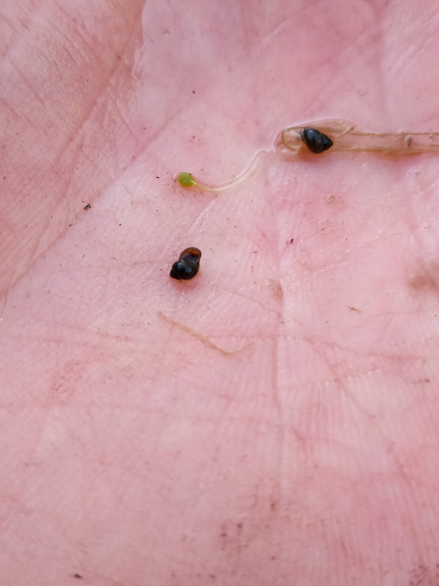 Pyrgulopsis Call & Pilsbry, 1886