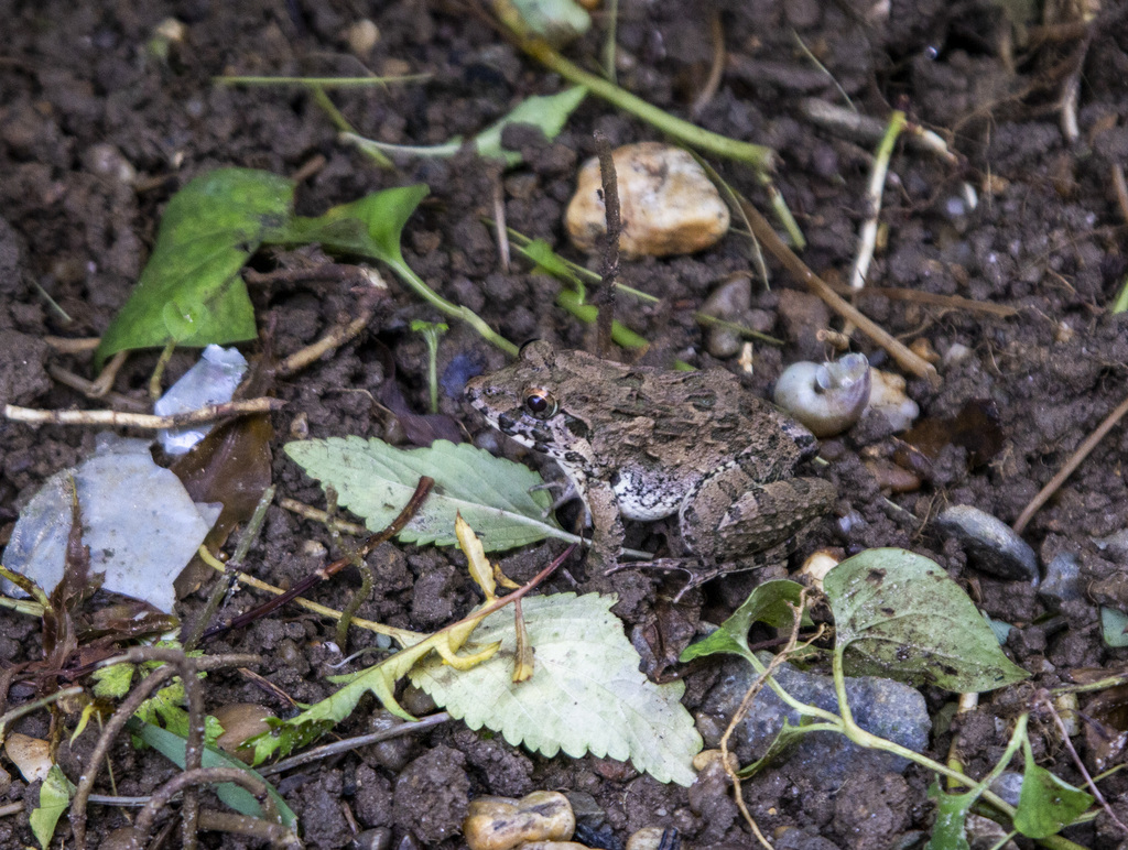 Paddy Field Frog from Khe Sâu, Trân Châu, Cát Hải, Hải Phòng, Vietnam ...