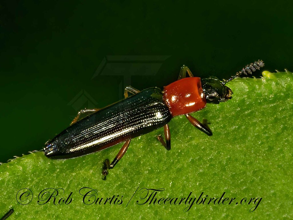 Languria angustata from Kean Ave, Palos Park, IL 60464, USA on July 03 ...