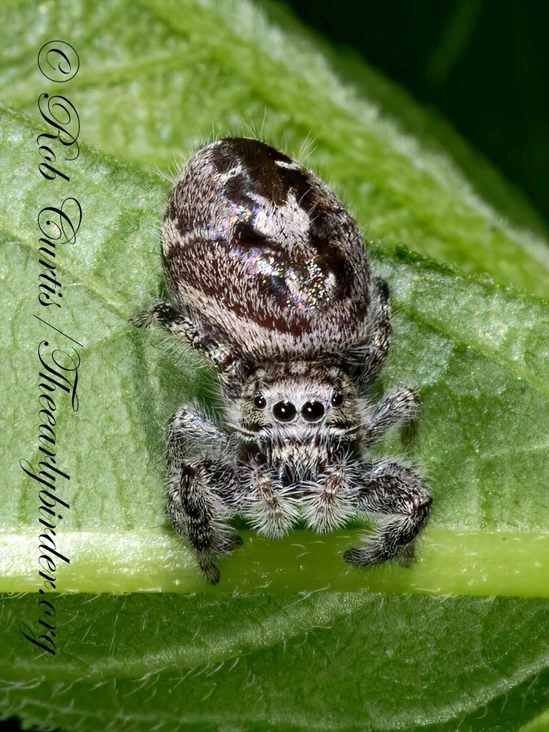 Putnam's Jumping Spider from Kean Ave, Palos Park, IL 60464, USA on ...