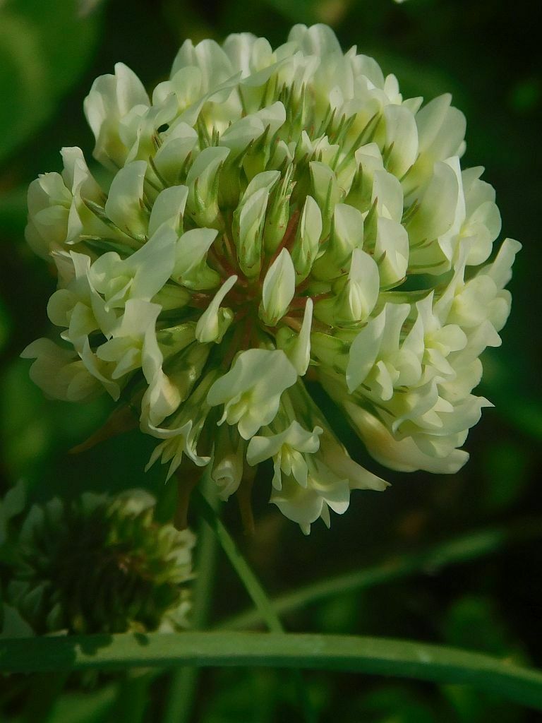 white clover from Greyton, 7233, South Africa on October 16, 2022 at 03 ...