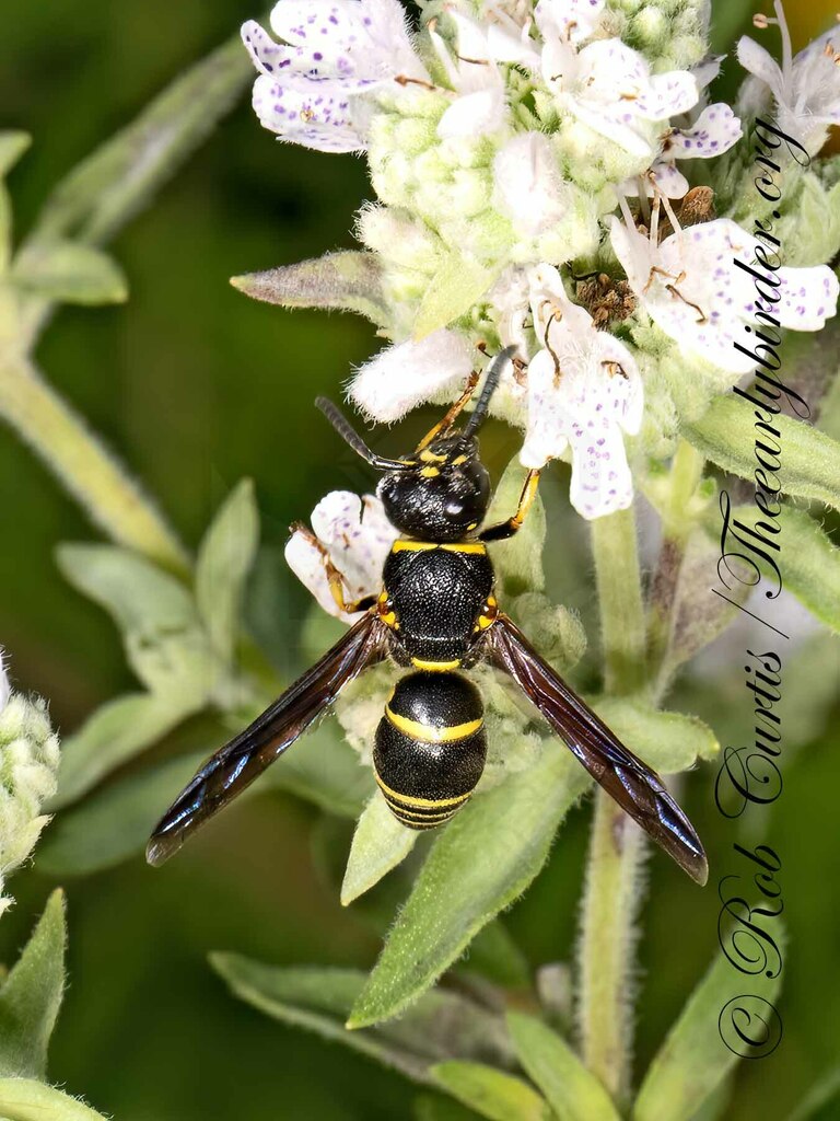 Potter and Mason Wasps from Chicago, IL, USA on August 2, 2022 at 11:01 ...
