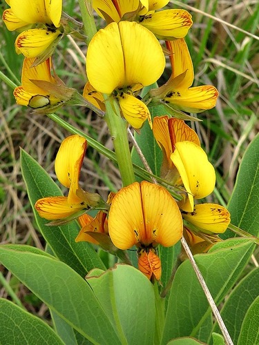 Liquorice Silverpod (Argyrolobium robustum) · iNaturalist