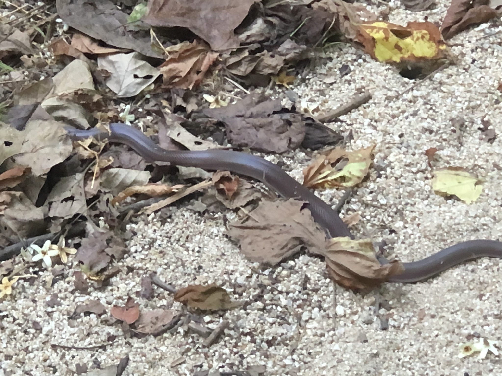 Loxocemus bicolor Cope, 1861
