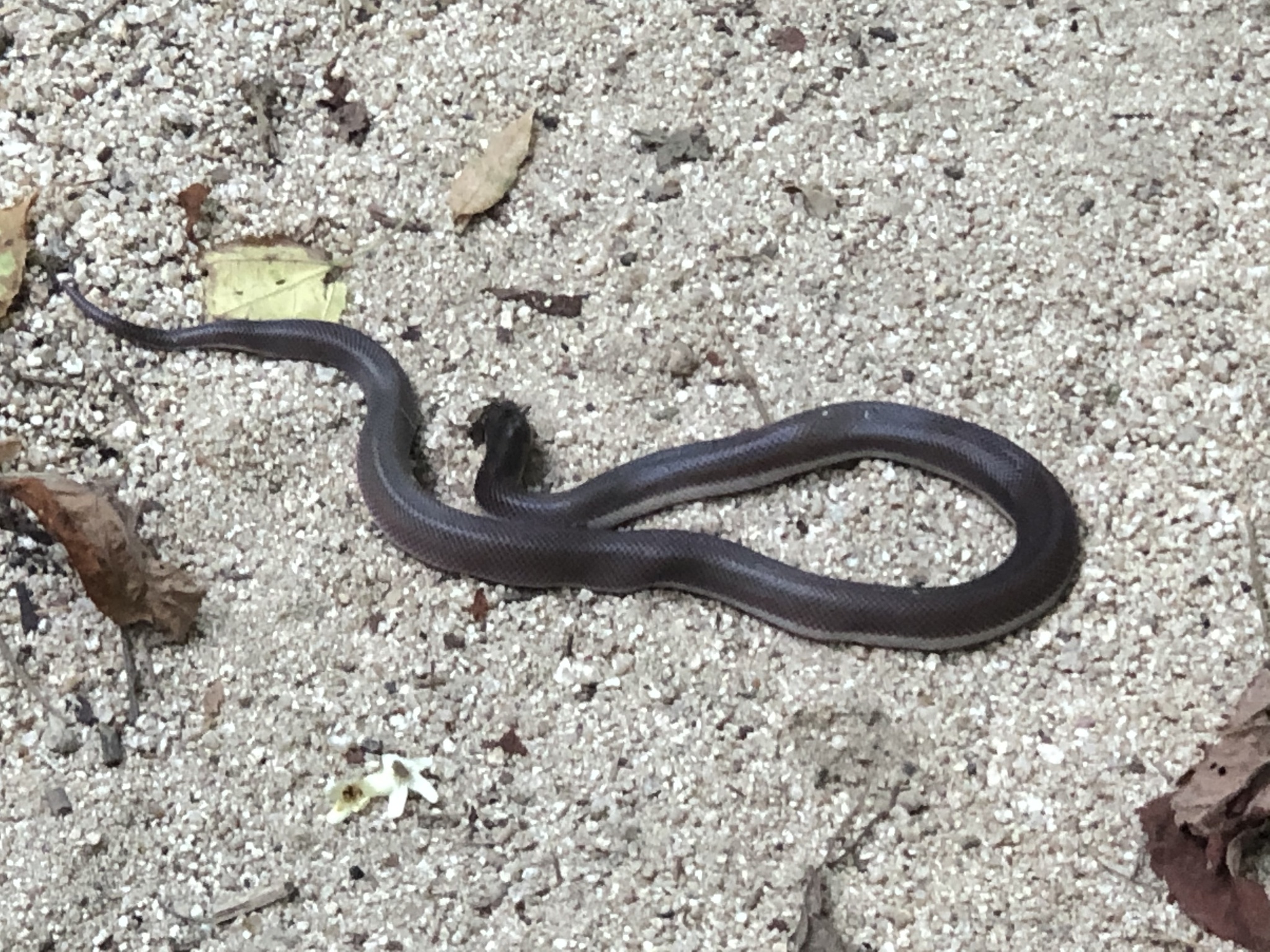 Loxocemus bicolor Cope, 1861