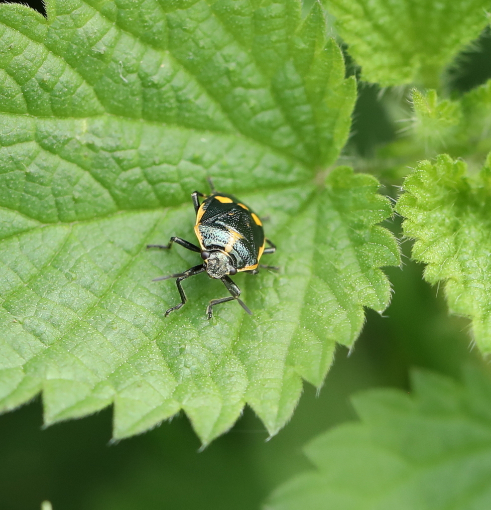 Cabbage Bug from Oudalle, France on October 17, 2022 at 06:15 PM by ...